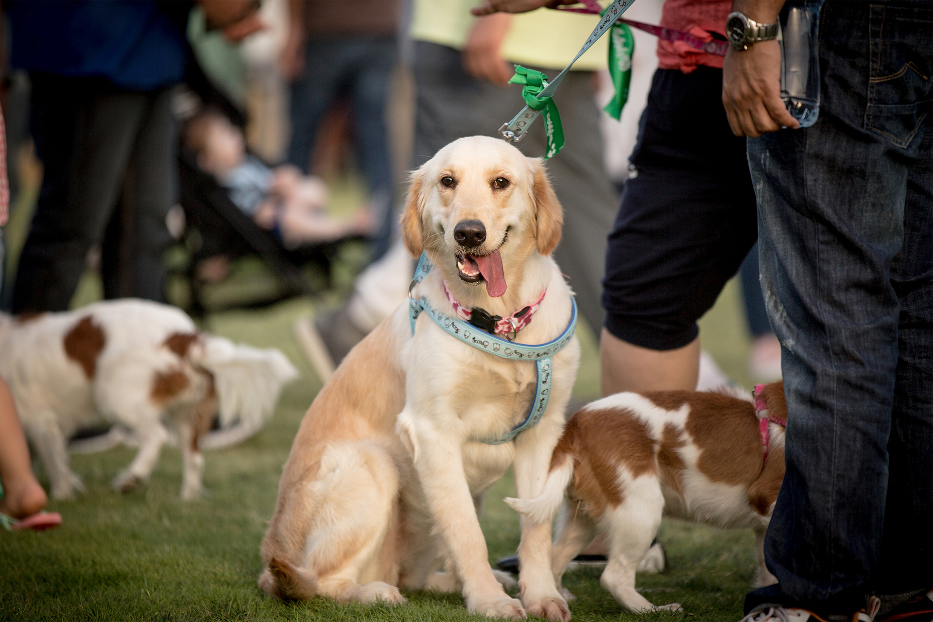 New Pet Event Comes To Abu Dhabi Time Out Abu Dhabi new-pet-event-comes-to-abu-dhabi-time-out-abu-dhabi