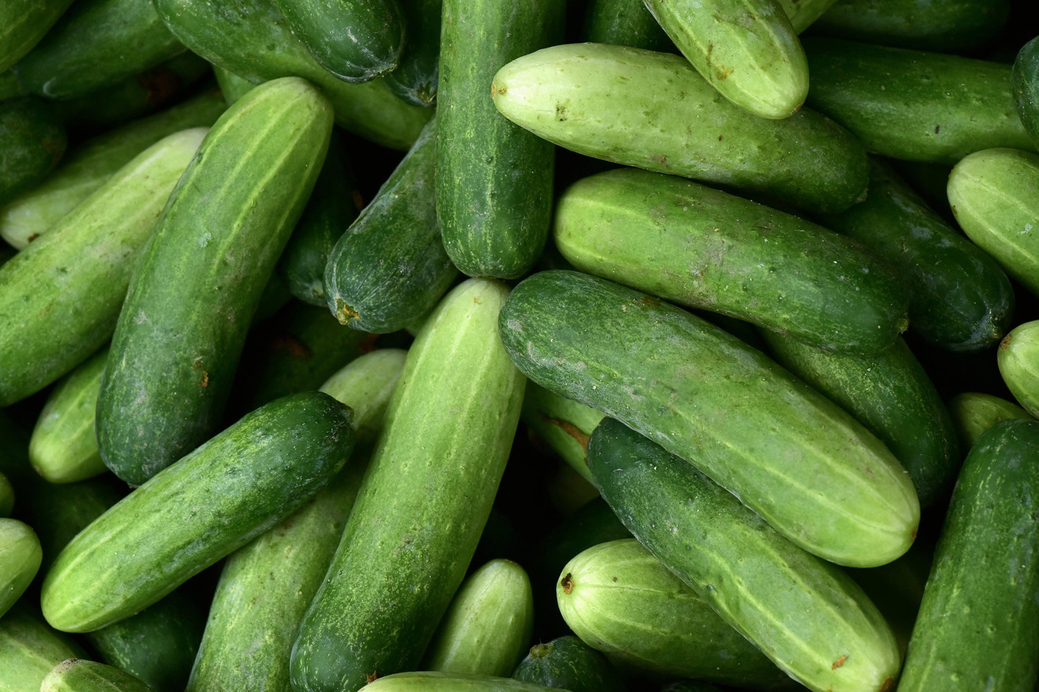Cucumber Day returns to the UAE for the fourth year running | Bars ... Cucumber Day returns to the UAE for the fourth year running | Bars ...